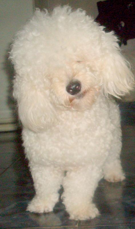 Imagenes de caniches mini toy - Imagui