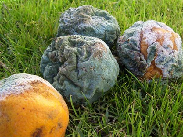Los biocontroladores son una alternativa para limitar el "moho verde ...