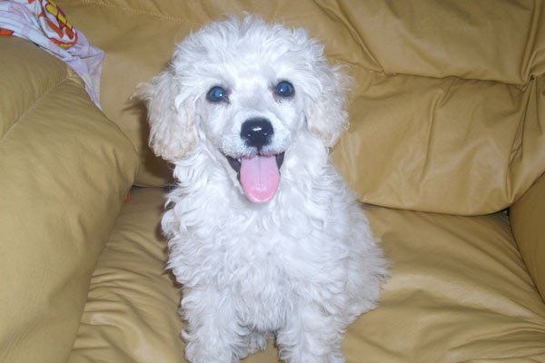 Puky, una cariñosa perrita