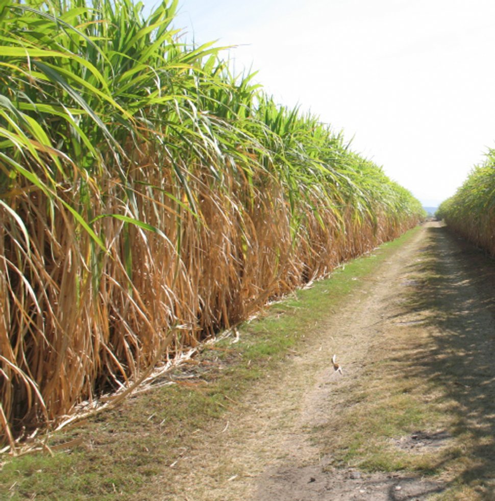 Brasil podría vender libremente su azúcar en Argentina en 2019