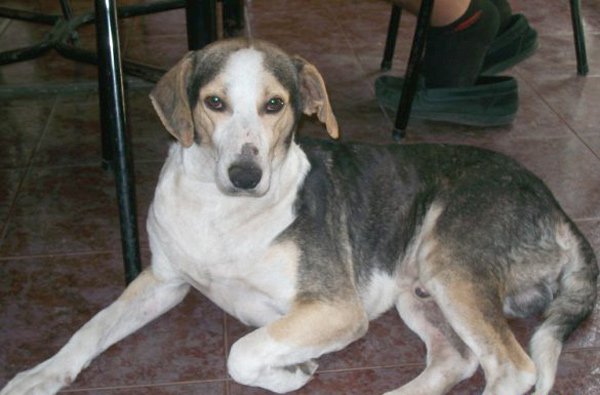 Fito pide ayuda a los mascoteros