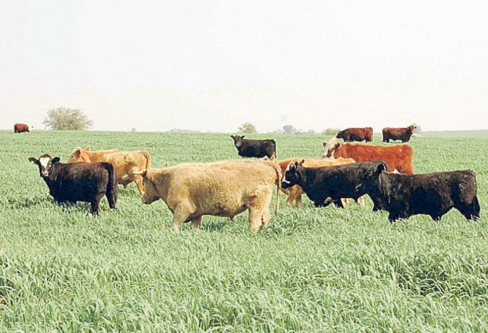 Seminario sobre Pasturas para el sector pecuario