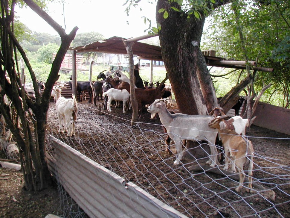 Invertirán $ 3,8 millones en la producción caprina