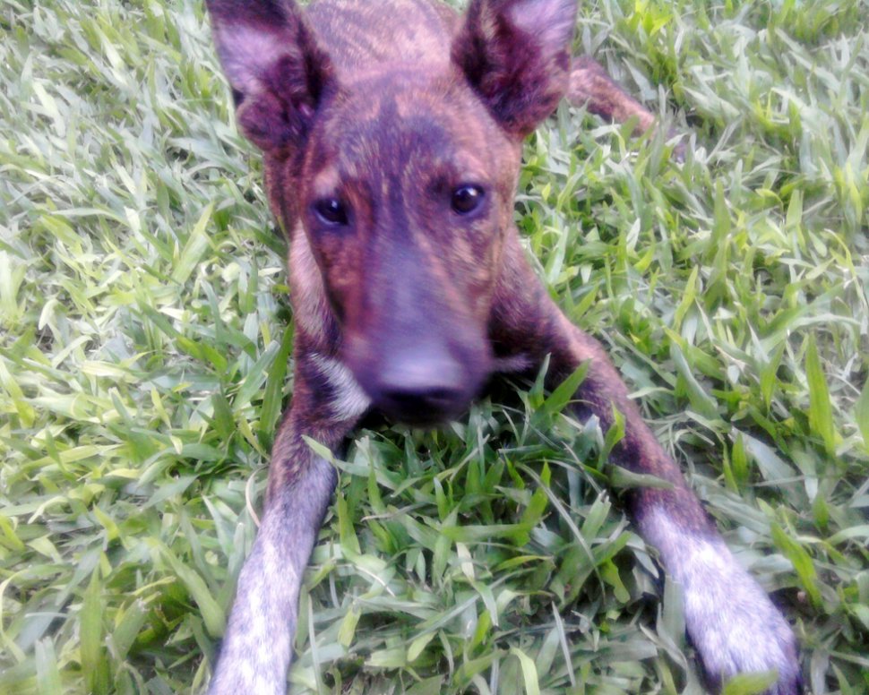 Chicha quiere refrescarte la vida - LA GACETA Tucumán