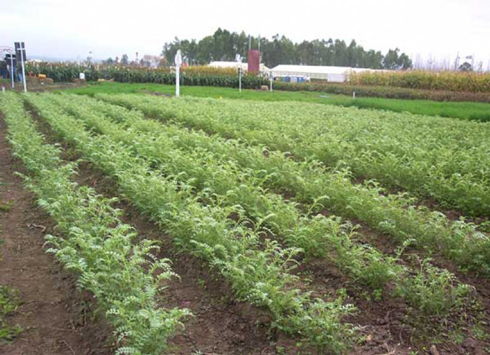 Los lotes deben tener buenos antecedentes en control de malezas