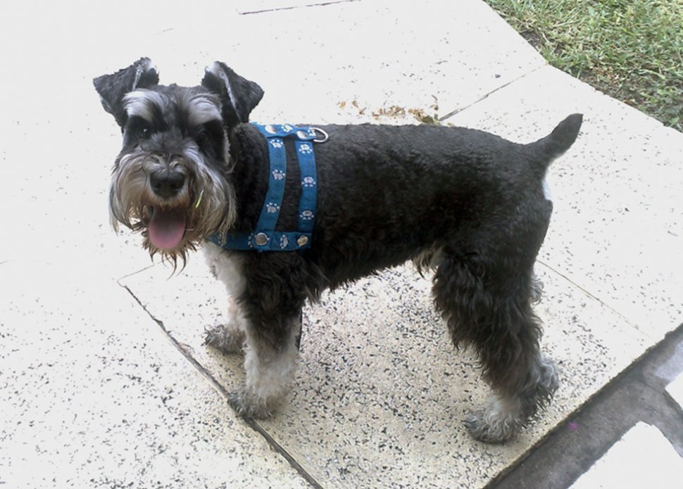 Ayuden a encontrar a Pipo