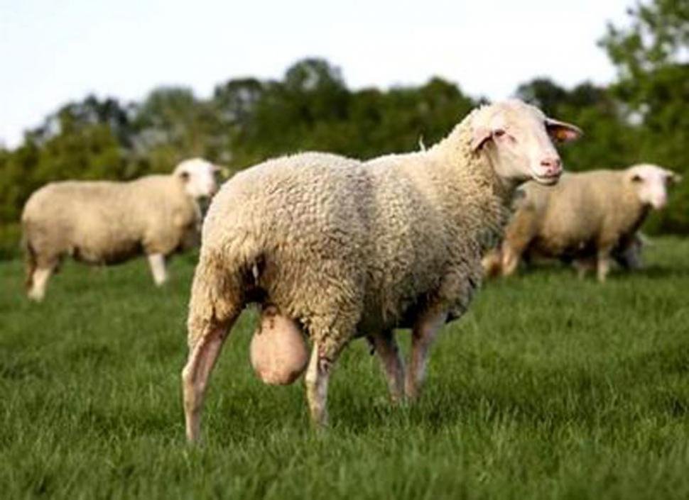 Las flatulencias de las ovejas son nocivas para el medio ambiente
