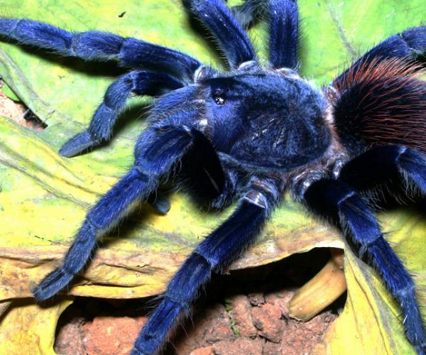 Las diez nuevas especies más raras del mundo - LA GACETA Tucumán