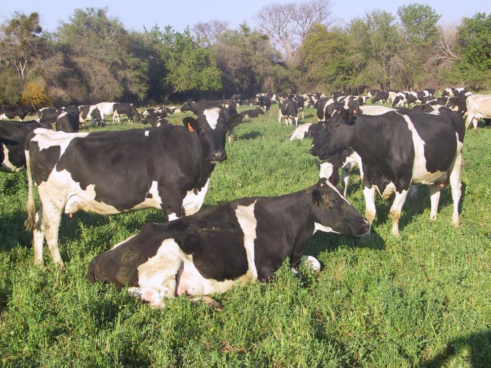 Los lecheros trabajan entre las ganas de mejorar y el desánimo