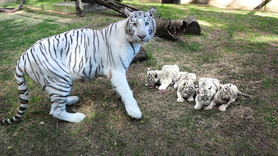 Cuatro tigres de bengala blancos nacieron en el zoo de Buenos Aires ...