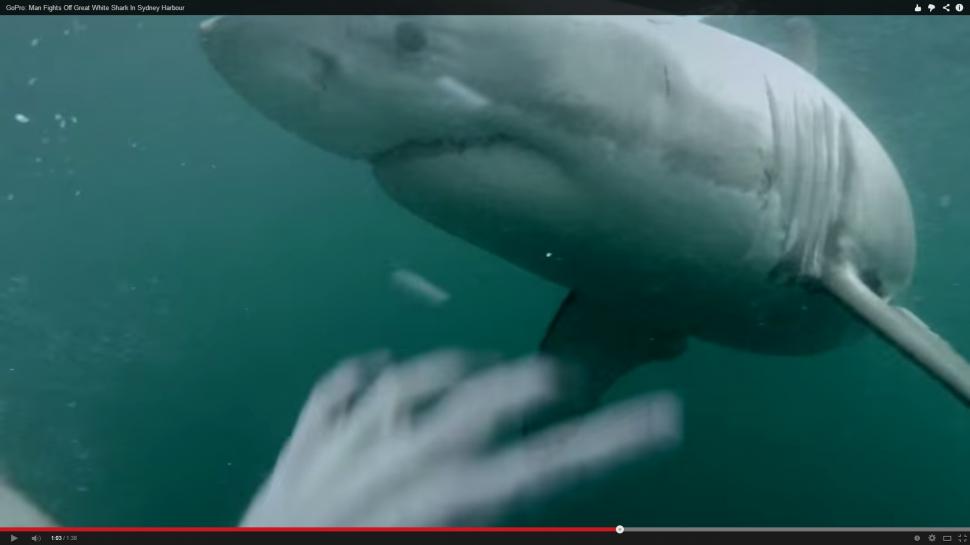 Sobre el video del tiburón que casi se come a un nadador ...