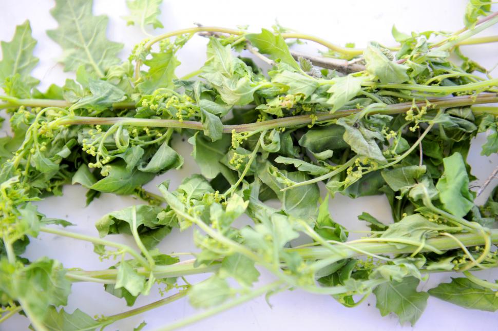 Yuyos de la montaña, una tradición entre mito y realidad - LA GACETA ...