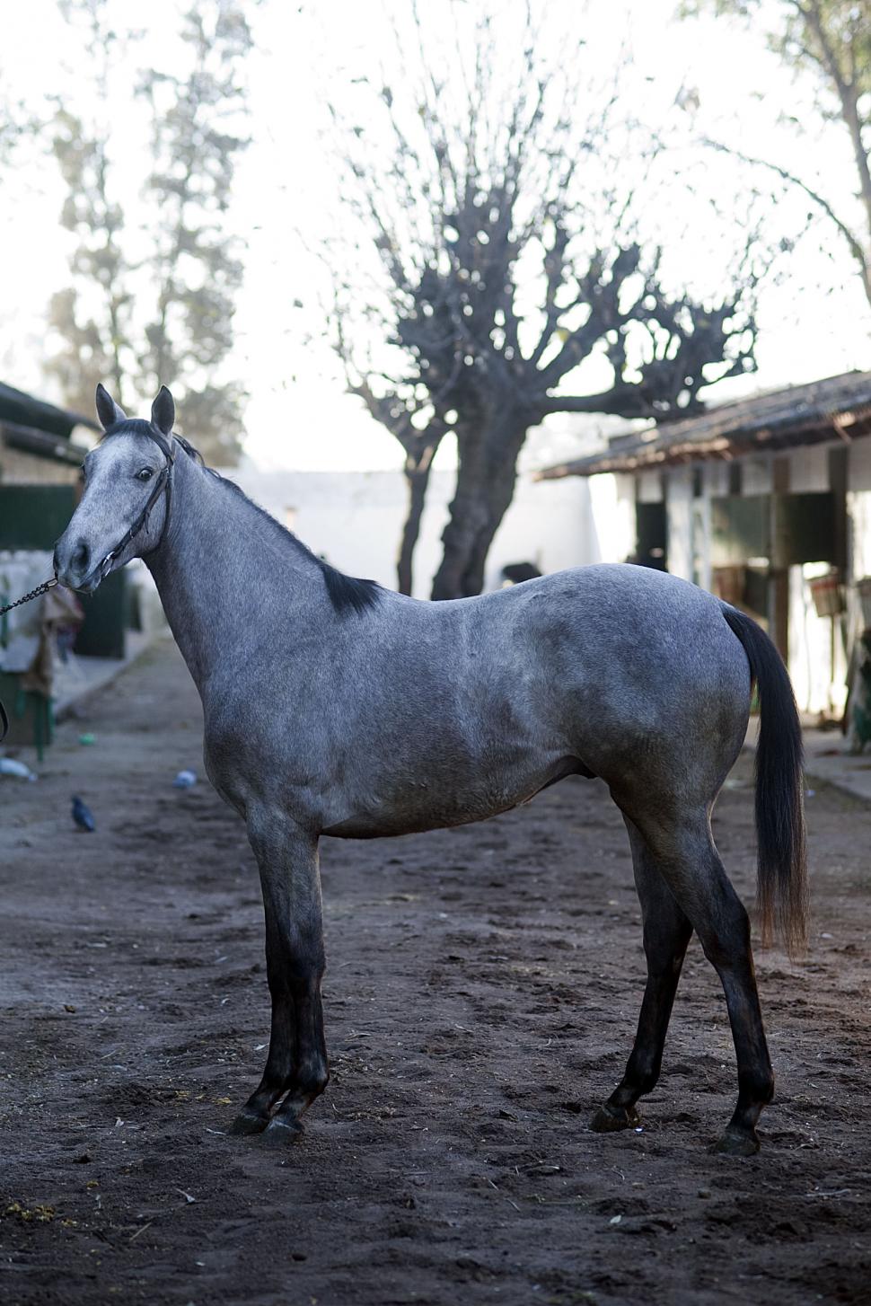 Gran interés por los potrillos
