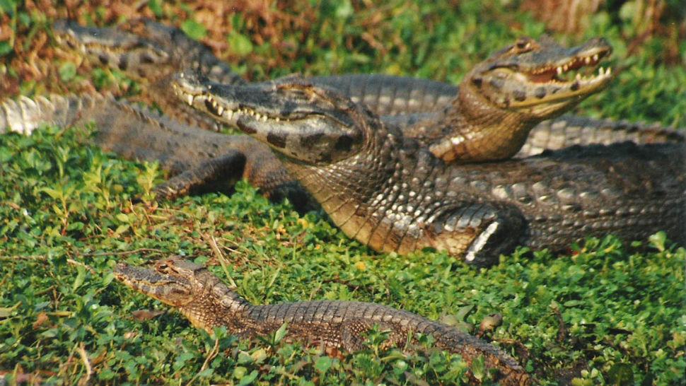 ¡Cuidado con los yacarés! - haypique - La Gaceta