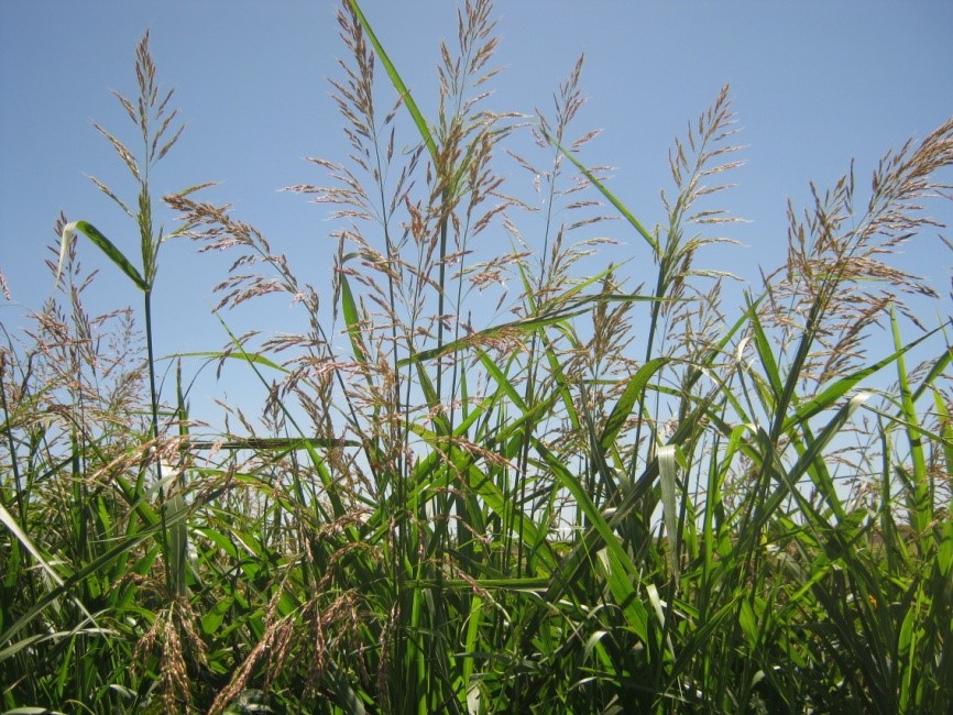 Malezas: hacia las soluciones sustentables para todas las regiones