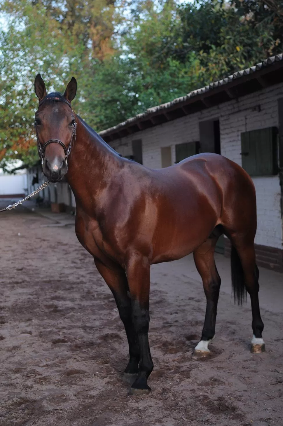 La fiesta turfística del Bicentenario se inicia con la venta de potrillos