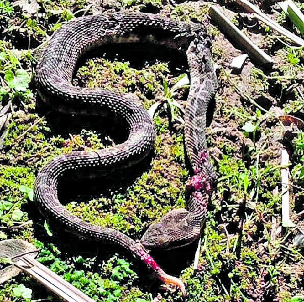Las yararás seguirán apareciendo en Yerba Buena - LA GACETA Tucumán