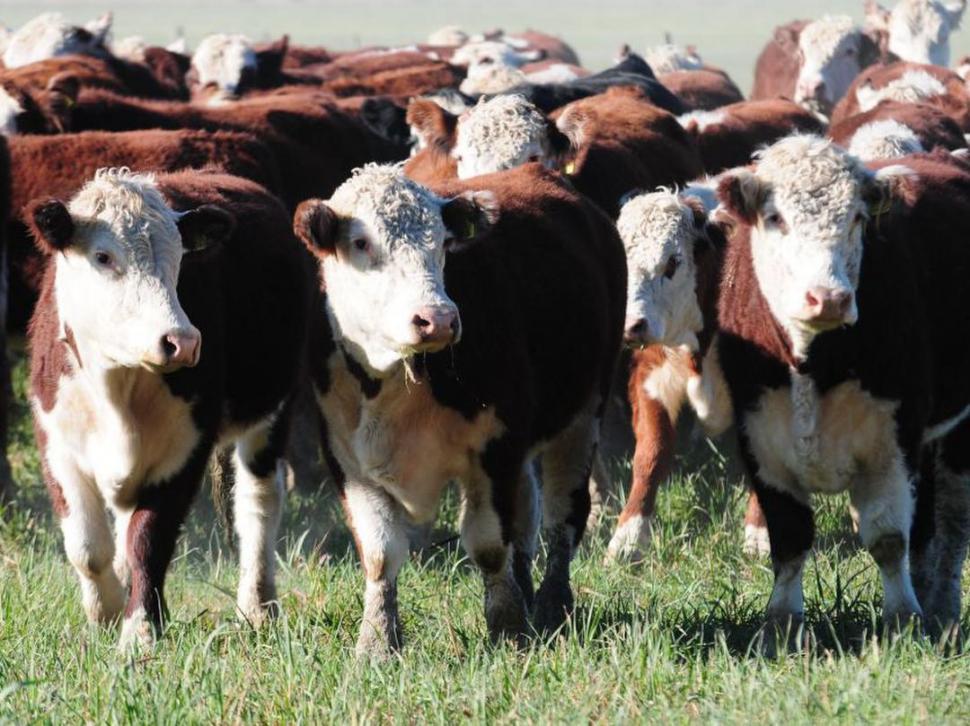 Por la devaluación, Argentina tiene el novillo regional más competitivo