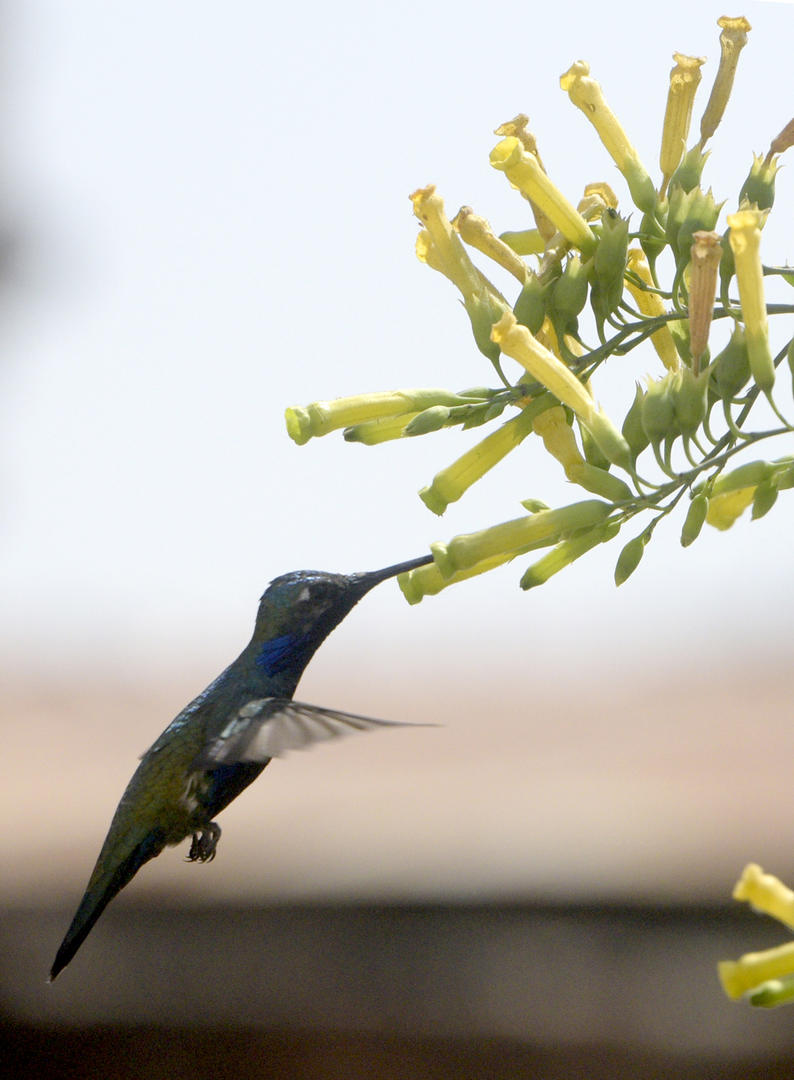El colibrí simboliza el norte y la sabiduría - LA GACETA Tucumán