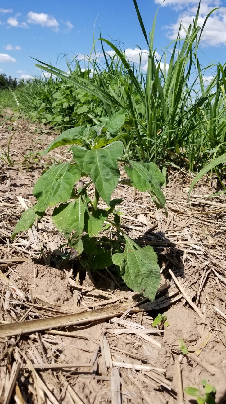 “Aunque se logre un excelente control, resulta imprescindible el monitoreo”