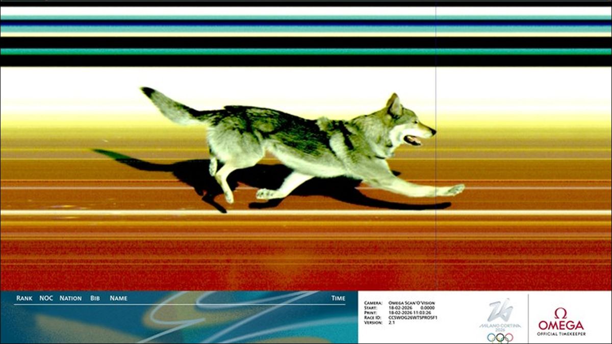Sorpresa en los Juegos Olímpicos de Invierno: un perro lobo se metió en ...